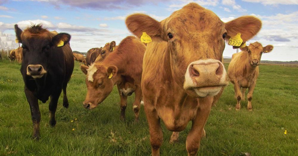 Tollar lækkaðir eða felldir niður