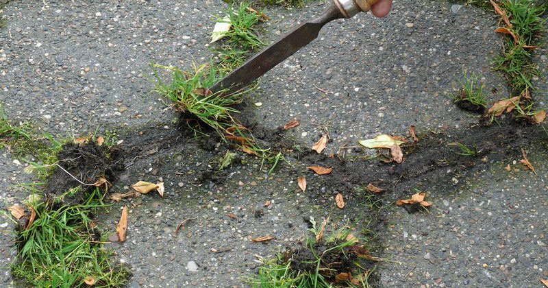 Fimm umhverfisvænar leiðir til að losna við illgresi