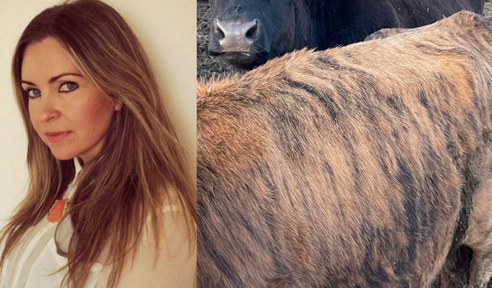 Hrafnhildur harðorð í garð MAST og vill að harðar sé tekið á dýraníð