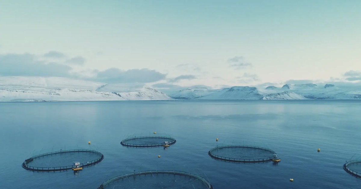 Mynd af stærsta eig­anda lax­eldis á Ís­landi vekur at­hygli: „Af ...